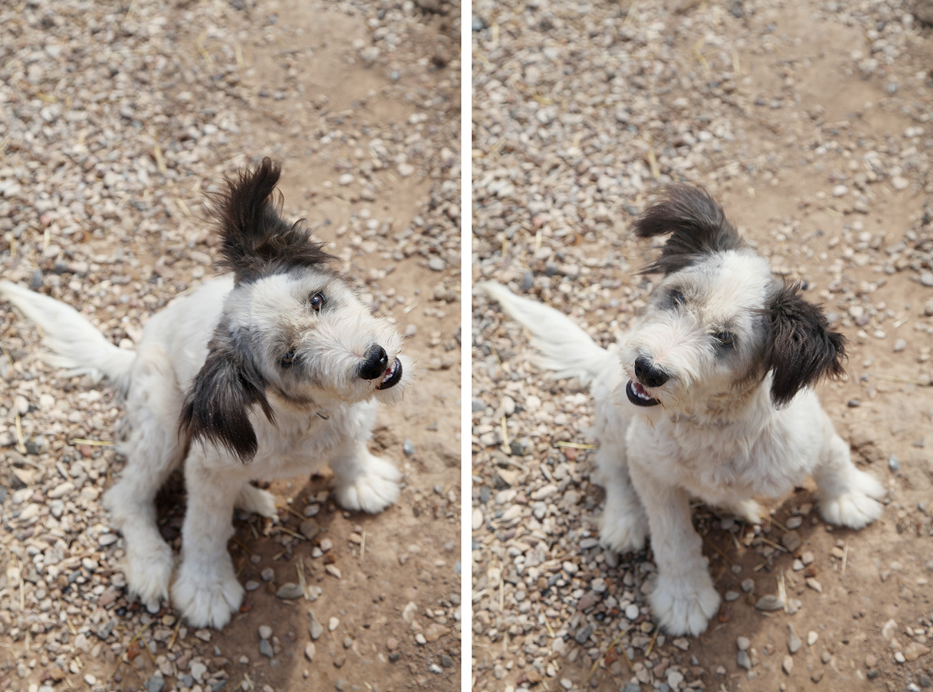 Звонок - собака из Vetland Adoption уже дома